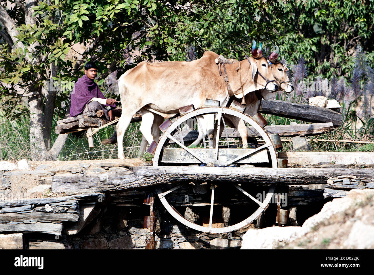 Man drives bullock cart at water wheel well Rajasthan India Stock Photo ...