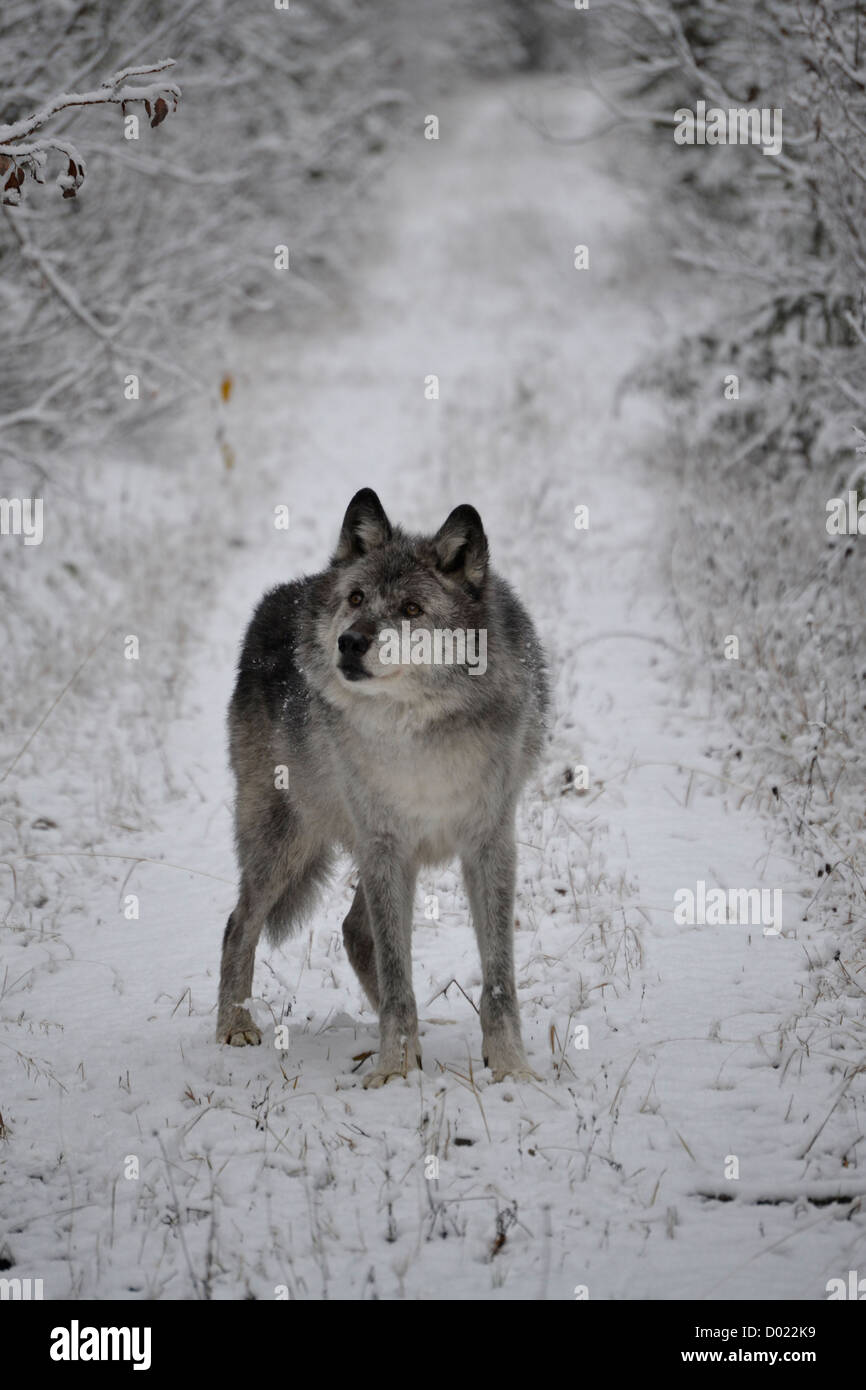 Grey wolf walking down a cut line in Golden BC after the first snow ...