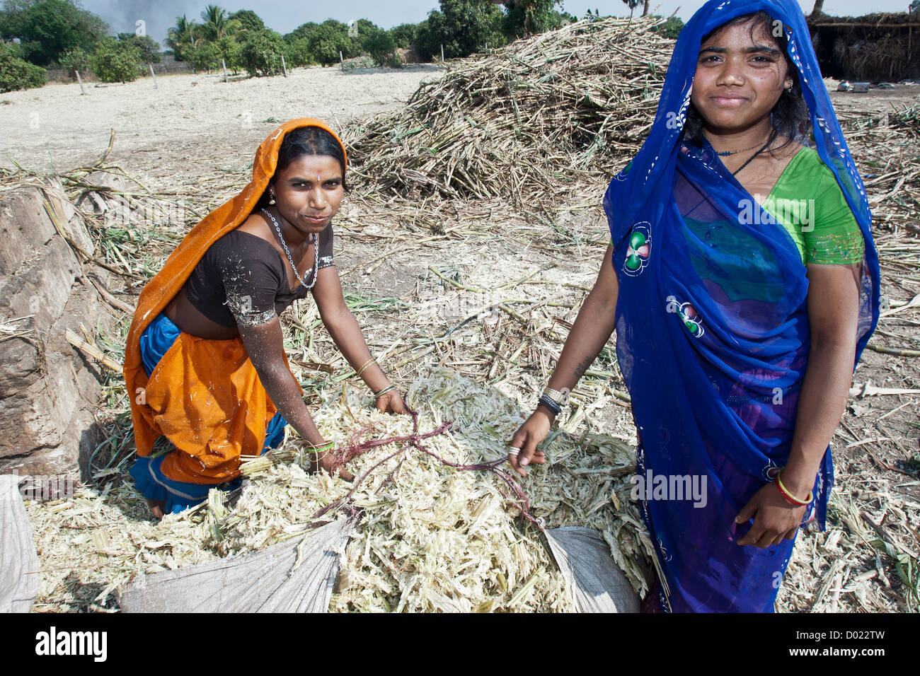 Women gather crushed sugar cane which is dried for fuel or animal feed ...