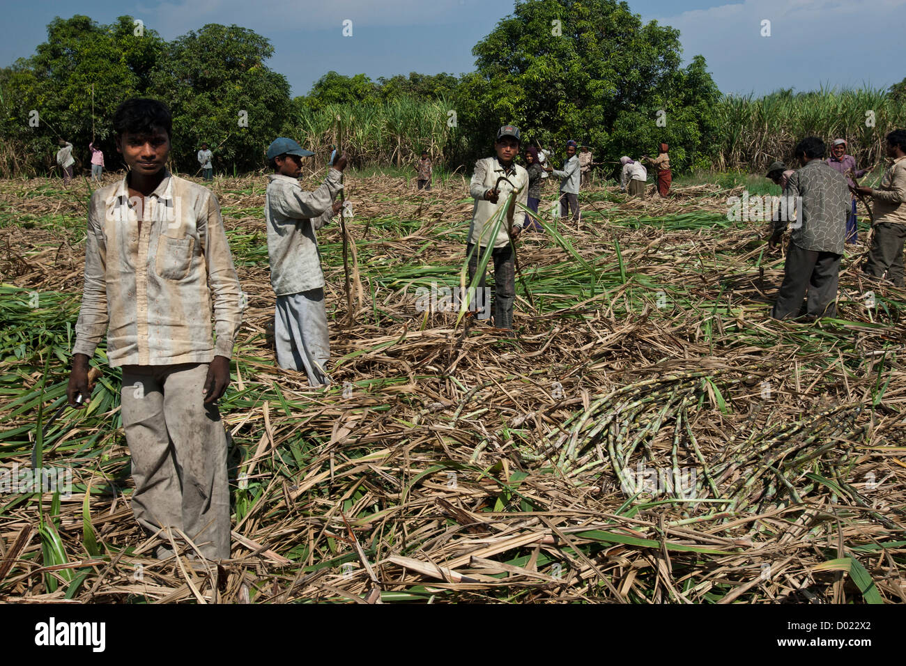 Asian sugar plantations hi-res stock photography and images - Alamy