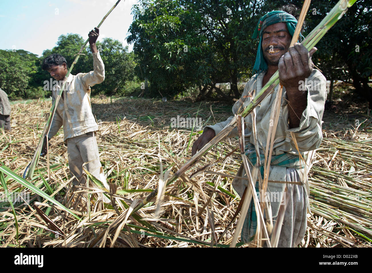 Agriculture agricultural labour labourer laborer laborers hi-res stock ...
