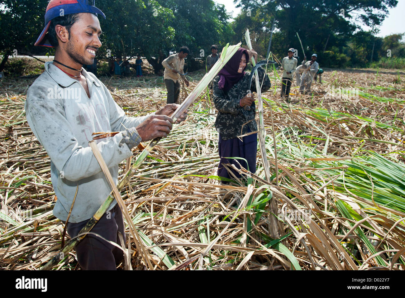 Farm laborers cut sugar cane Gujarat India Stock Photo - Alamy