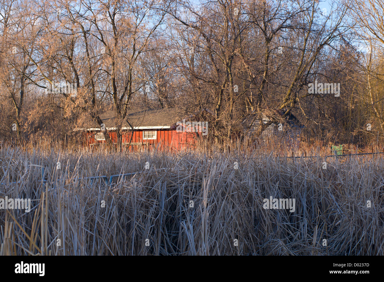 Tall reeds of wetlands surrounding red ranch home in west saint paul ...