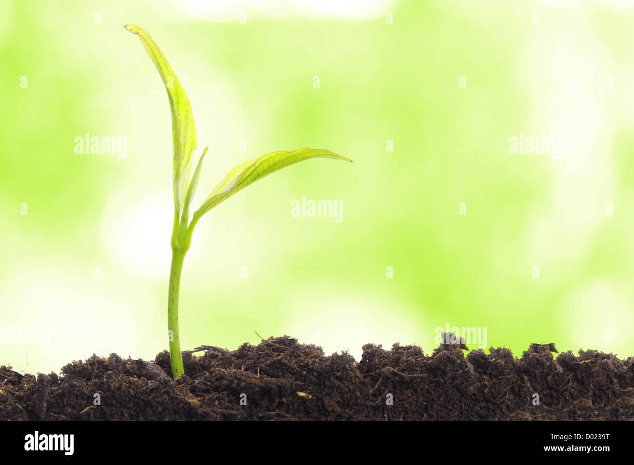 growth concept with growing young plant in nature Stock Photo - Alamy