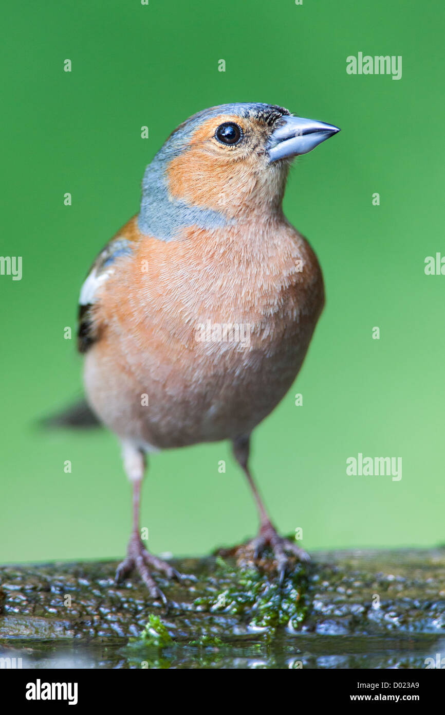 Young chaffinch hi-res stock photography and images - Alamy
