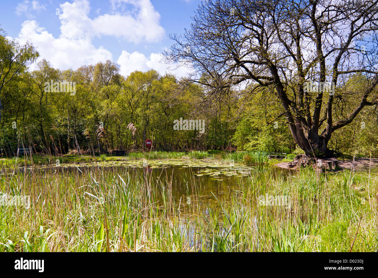 Kelling Heath Nature Pond Norfolk Stock Photo - Alamy