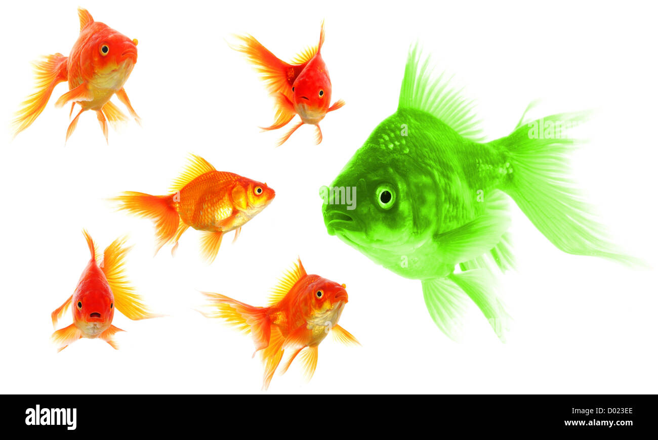 standing out of the crowd concept with individual successful goldfish ...