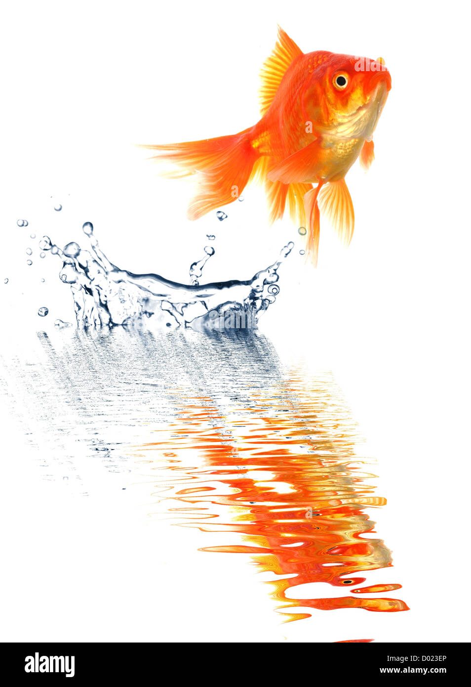 goldfish jumping with water splash isolated on white background Stock ...
