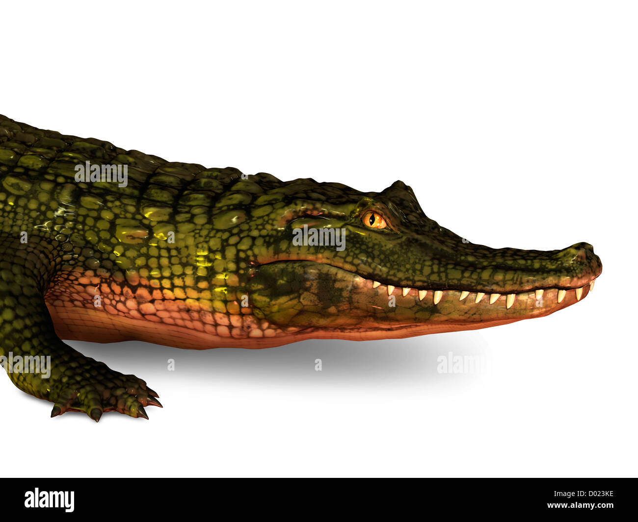 Crocodile (spectacled caiman, Caiman crocodilus), 3D graphic Stock ...