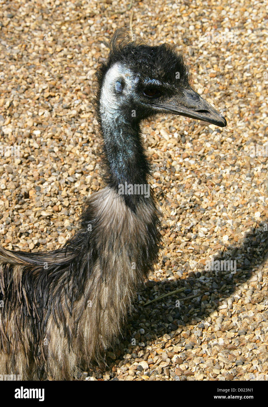 Emu, Dromaius novaehollandiae, Casuariidae, Struthioniformes Stock ...