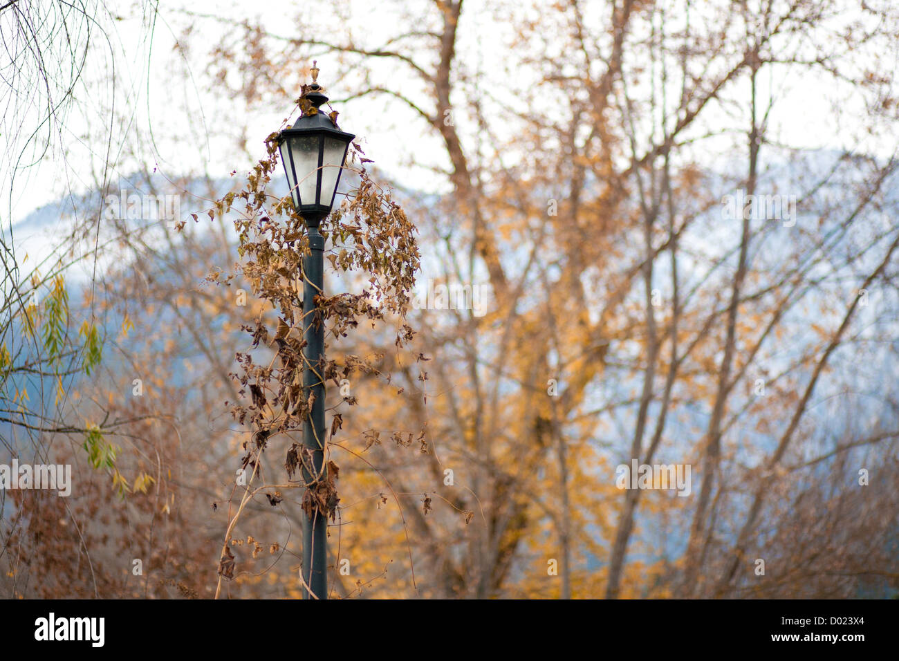 A lamppost in a forest covered in leaves and vines Stock Photo - Alamy