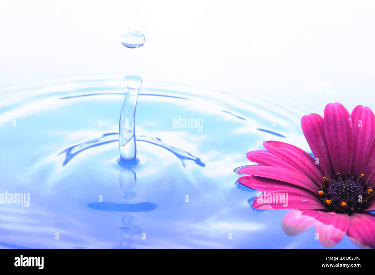 water drop and flower showing spa or zen concept Stock Photo - Alamy