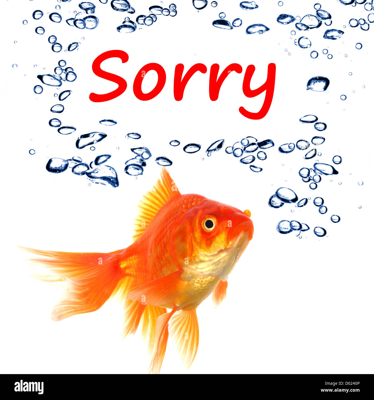 sorry concept with word and goldfish isolated on white background Stock ...