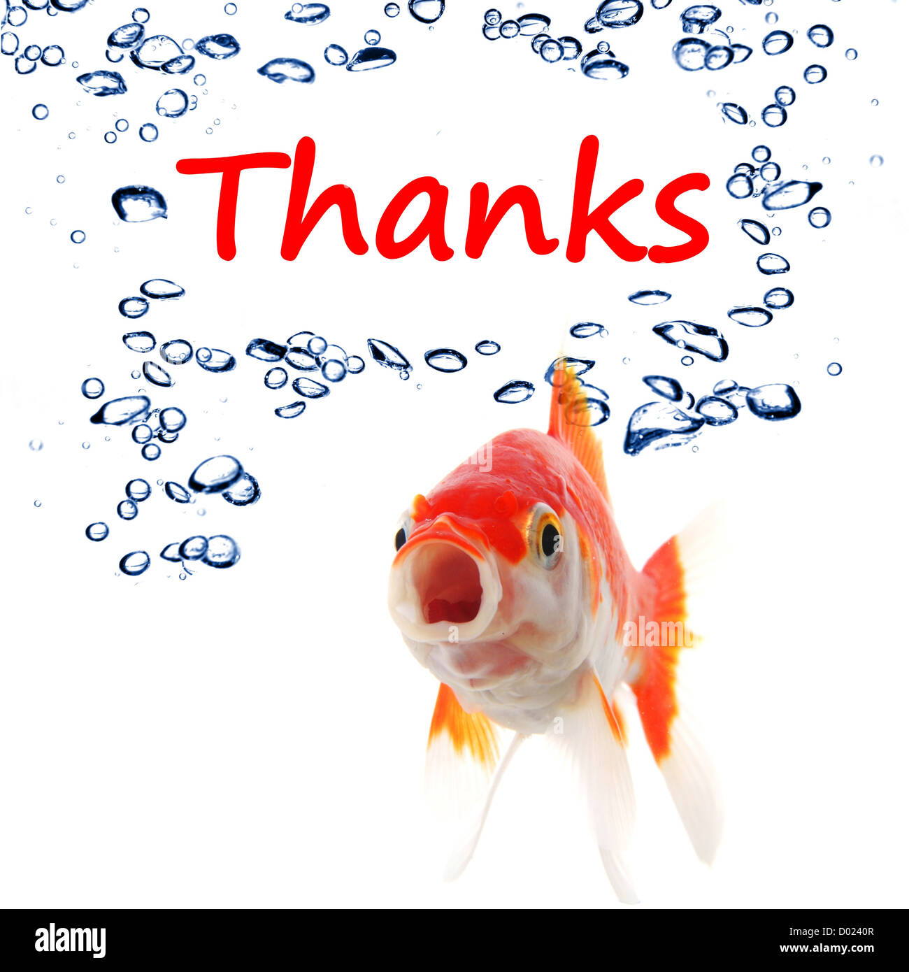 thanks or thank you concept with word and goldfish Stock Photo - Alamy