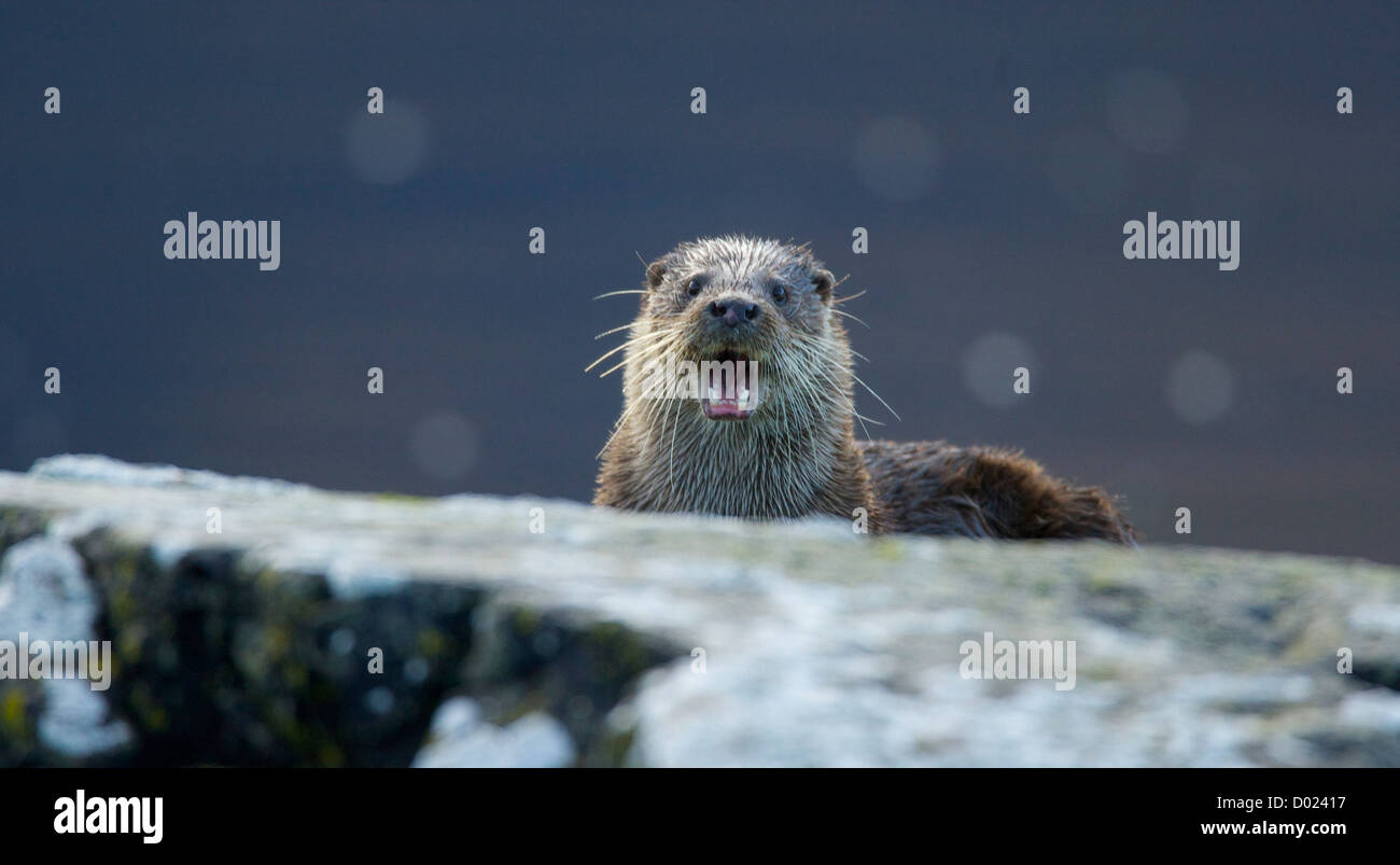 otters from the isle of mull Stock Photo - Alamy