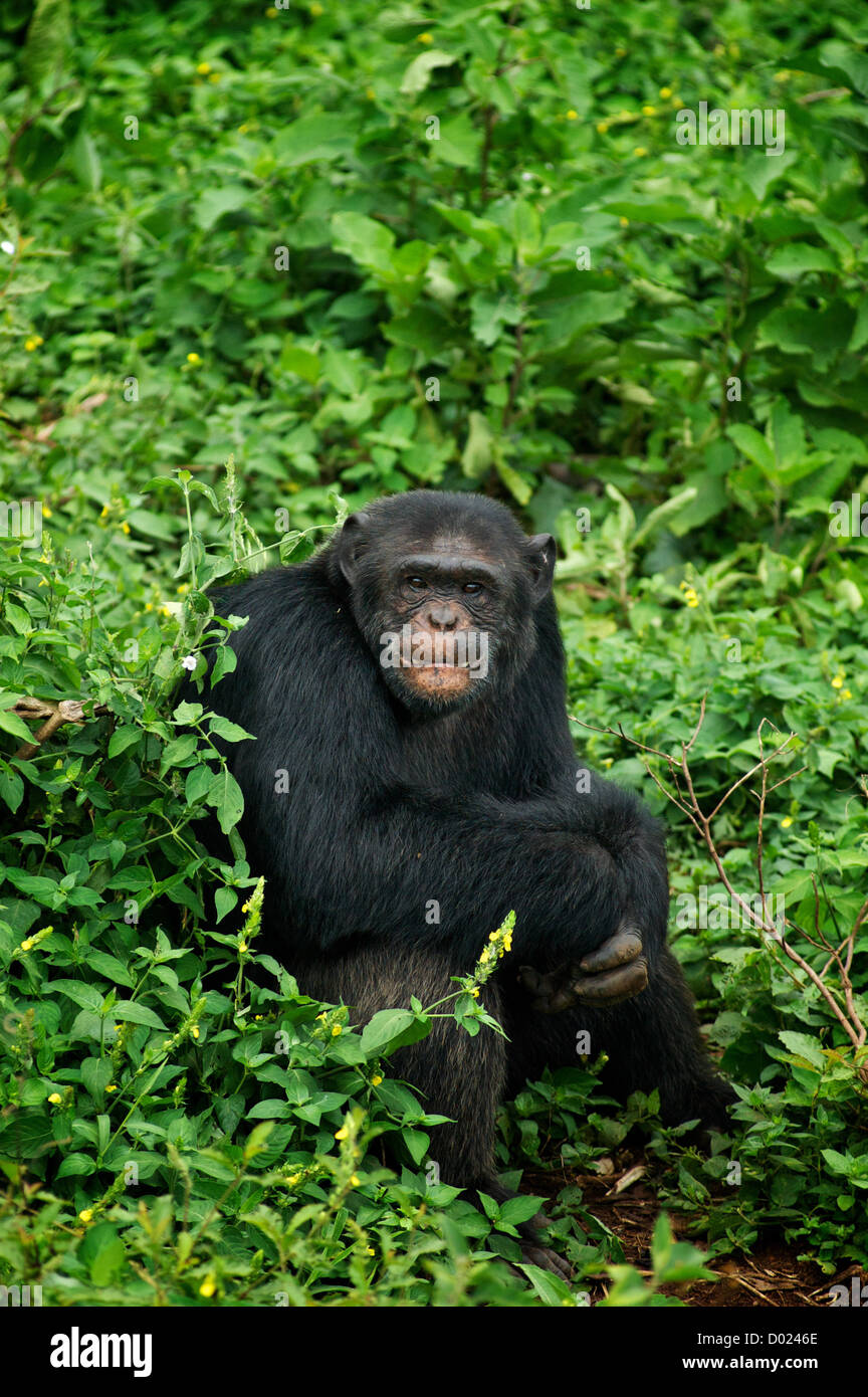 Male chimpanzee sitting, Ngamba Island Chimpanzee Sanctuary, Uganda ...