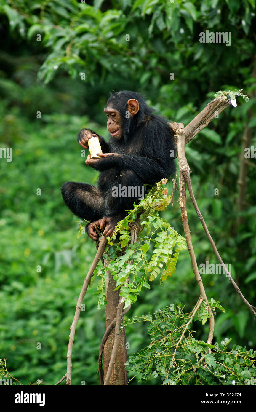 Chimpanzee eating, Ngamba Island Chimpanzee Sanctuary Stock Photo - Alamy