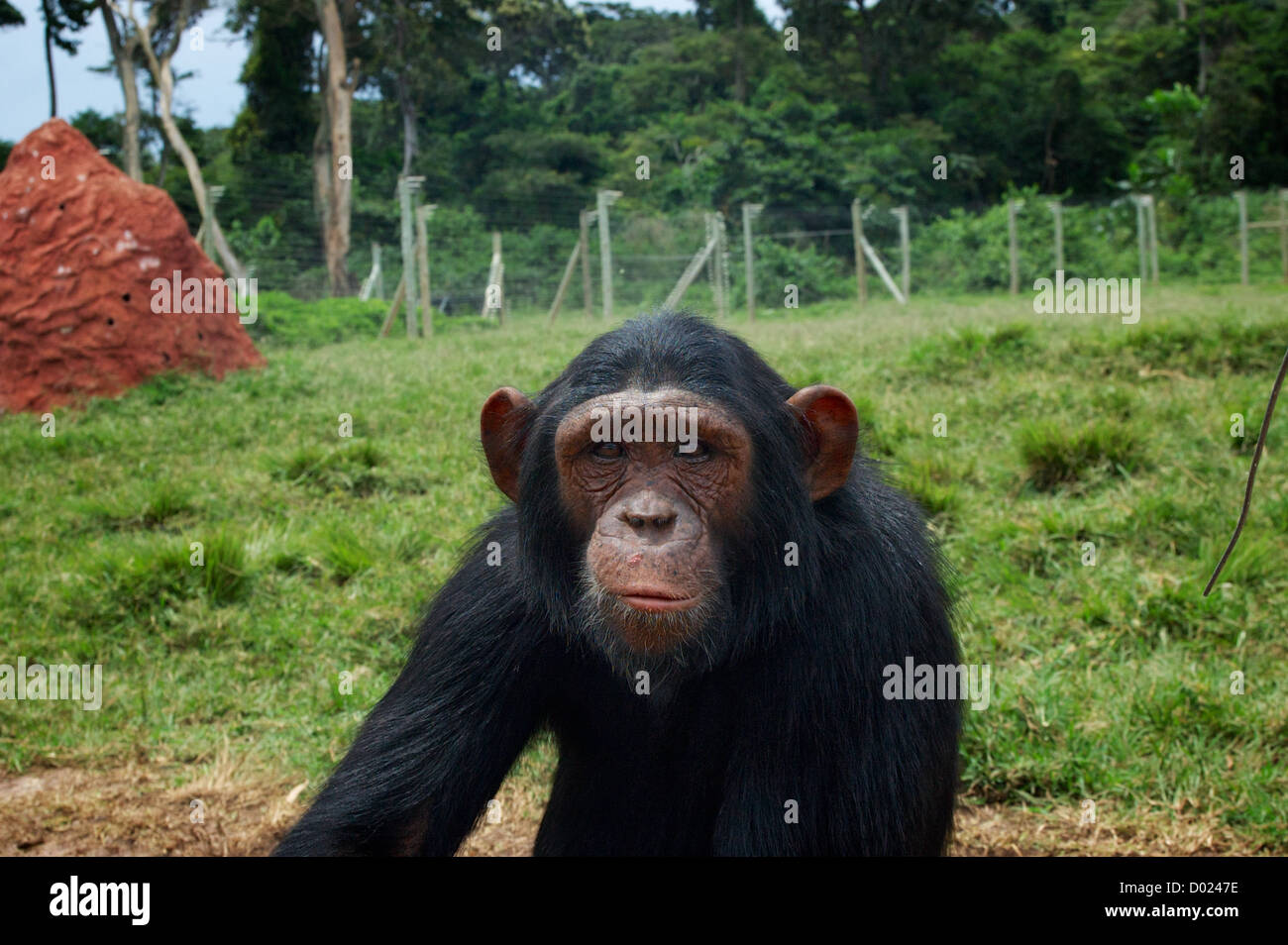 Chimpanzee game hi-res stock photography and images - Alamy