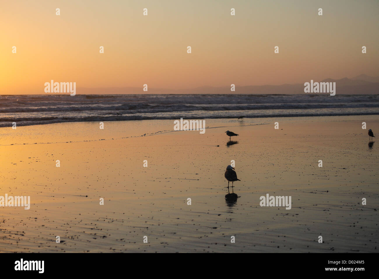 a few birds watching the sunset in morro bay California Stock Photo - Alamy