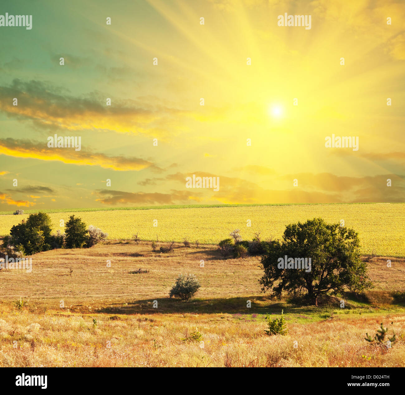 Field on sunset Stock Photo - Alamy