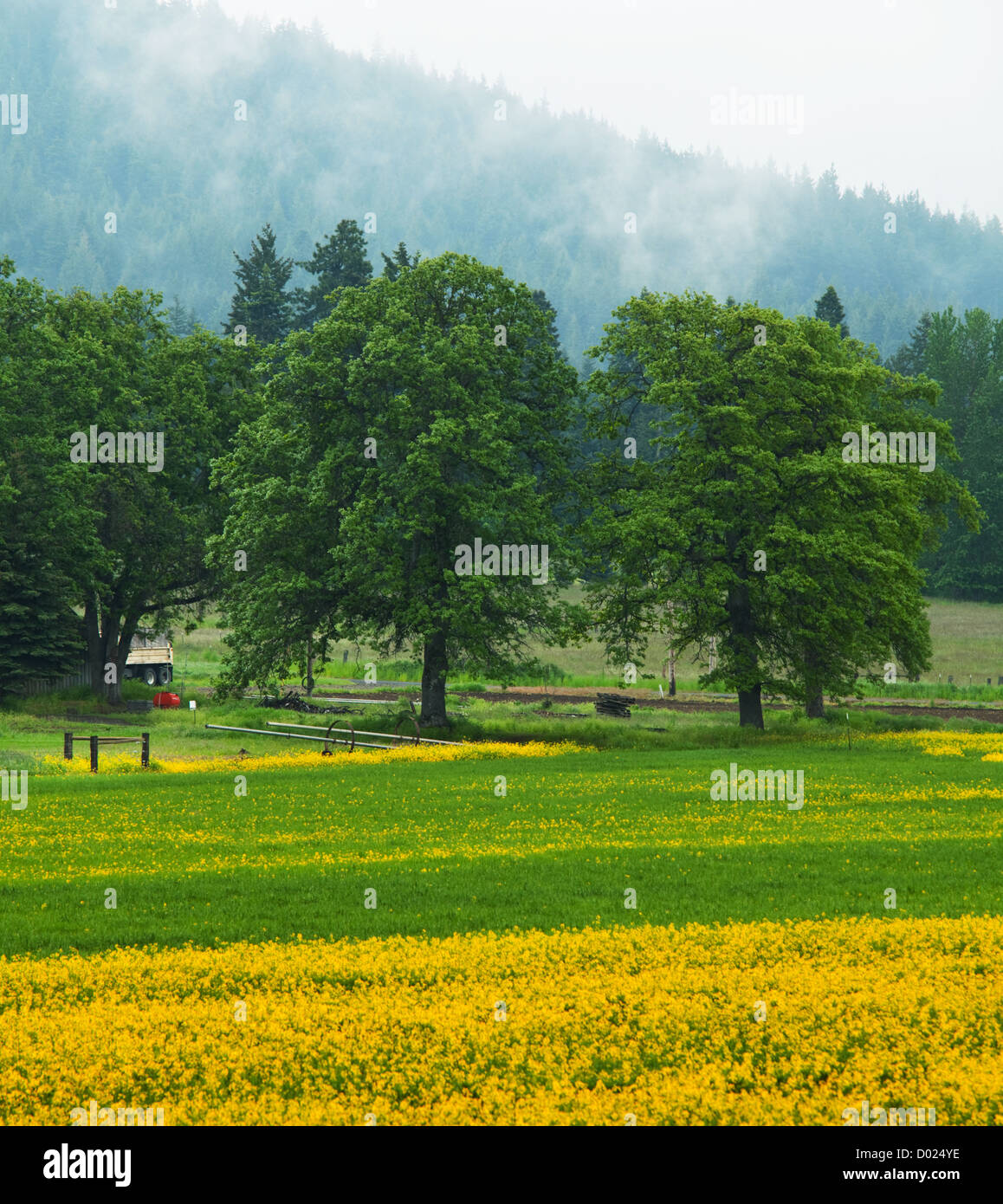 Yellow field Rural landscapes Stock Photo - Alamy