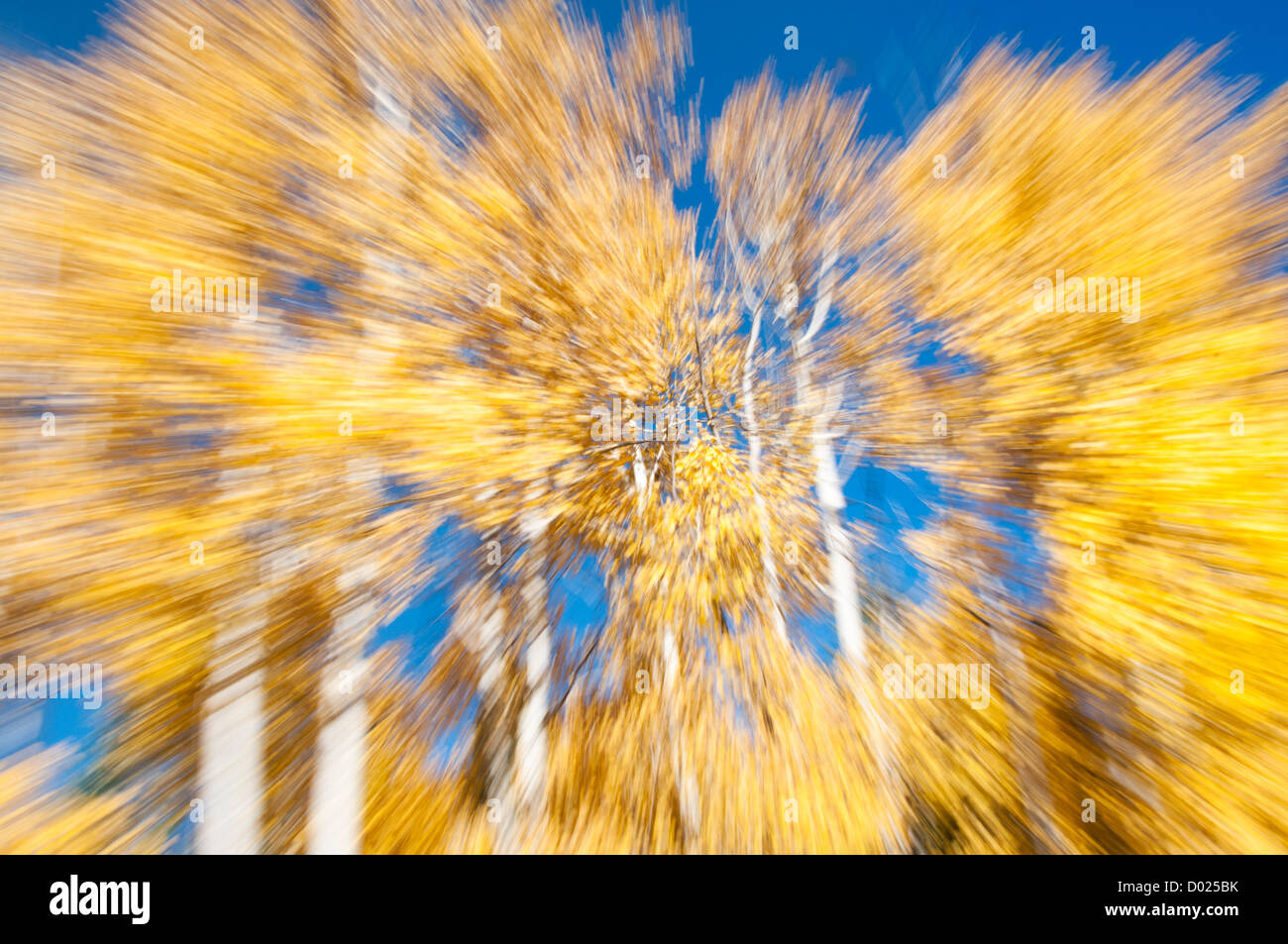 Aspen Trees fall colors Stock Photo - Alamy