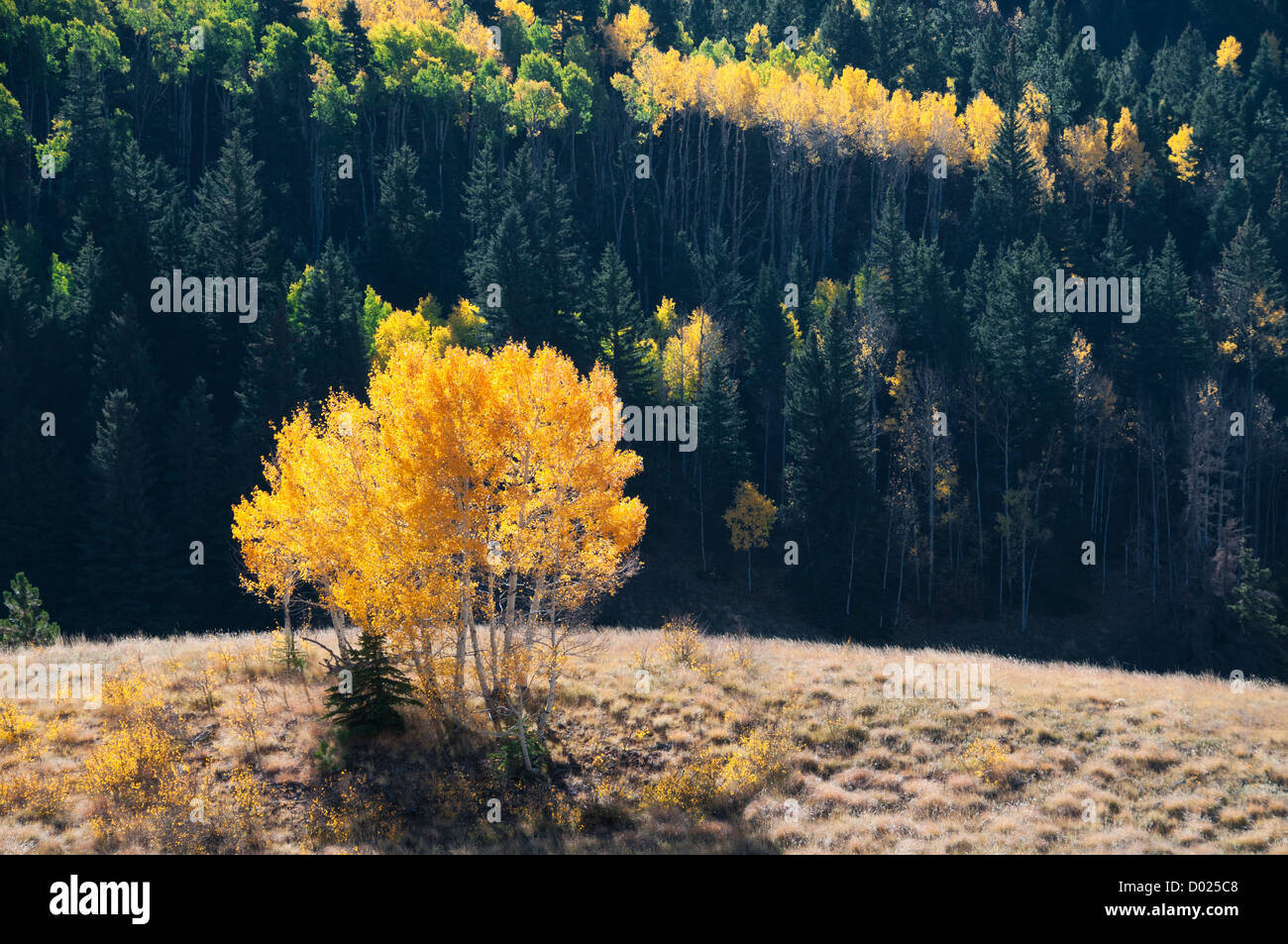 Aspen Trees fall colors Stock Photo - Alamy