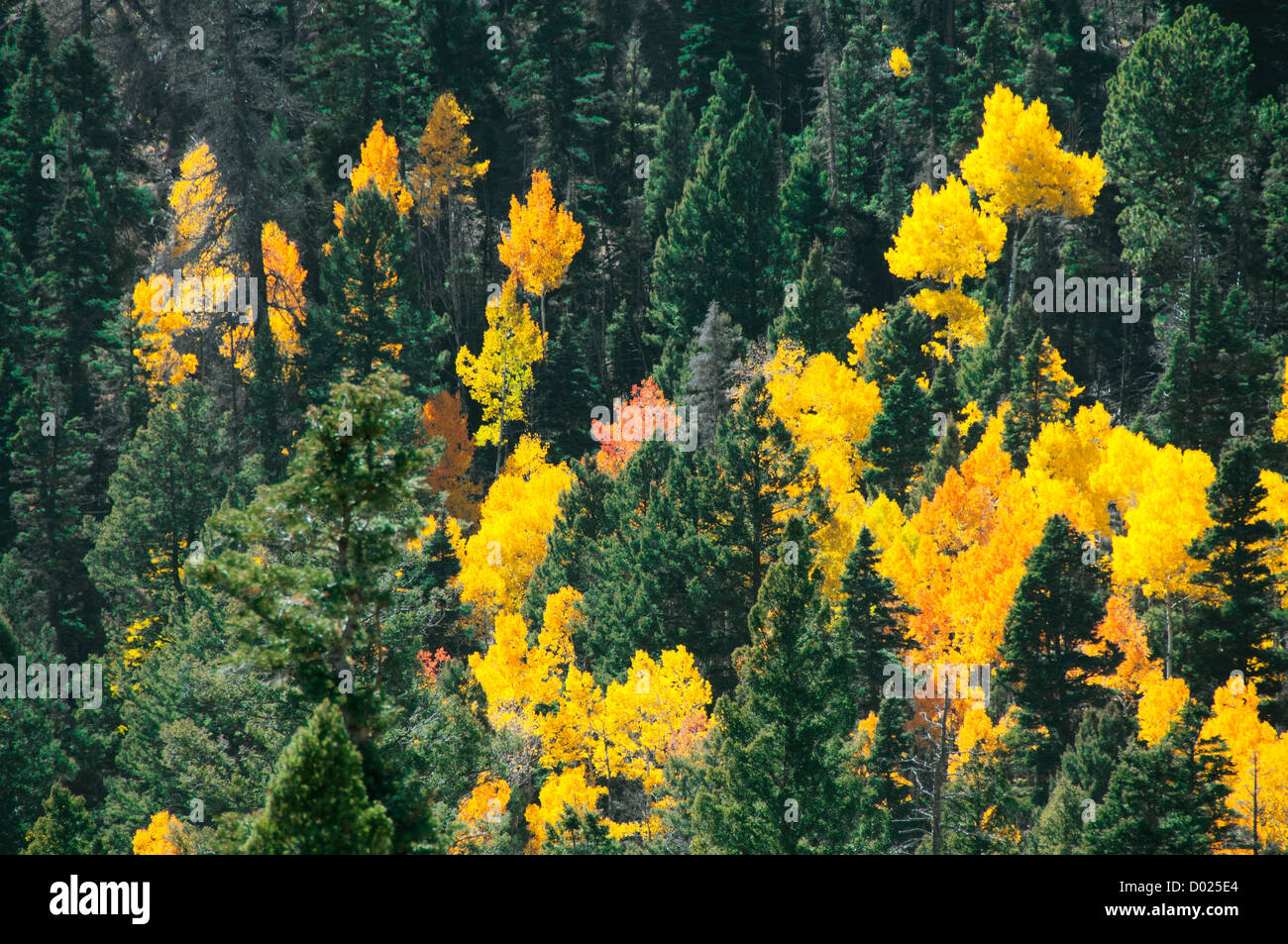 Aspen colors hi-res stock photography and images - Alamy