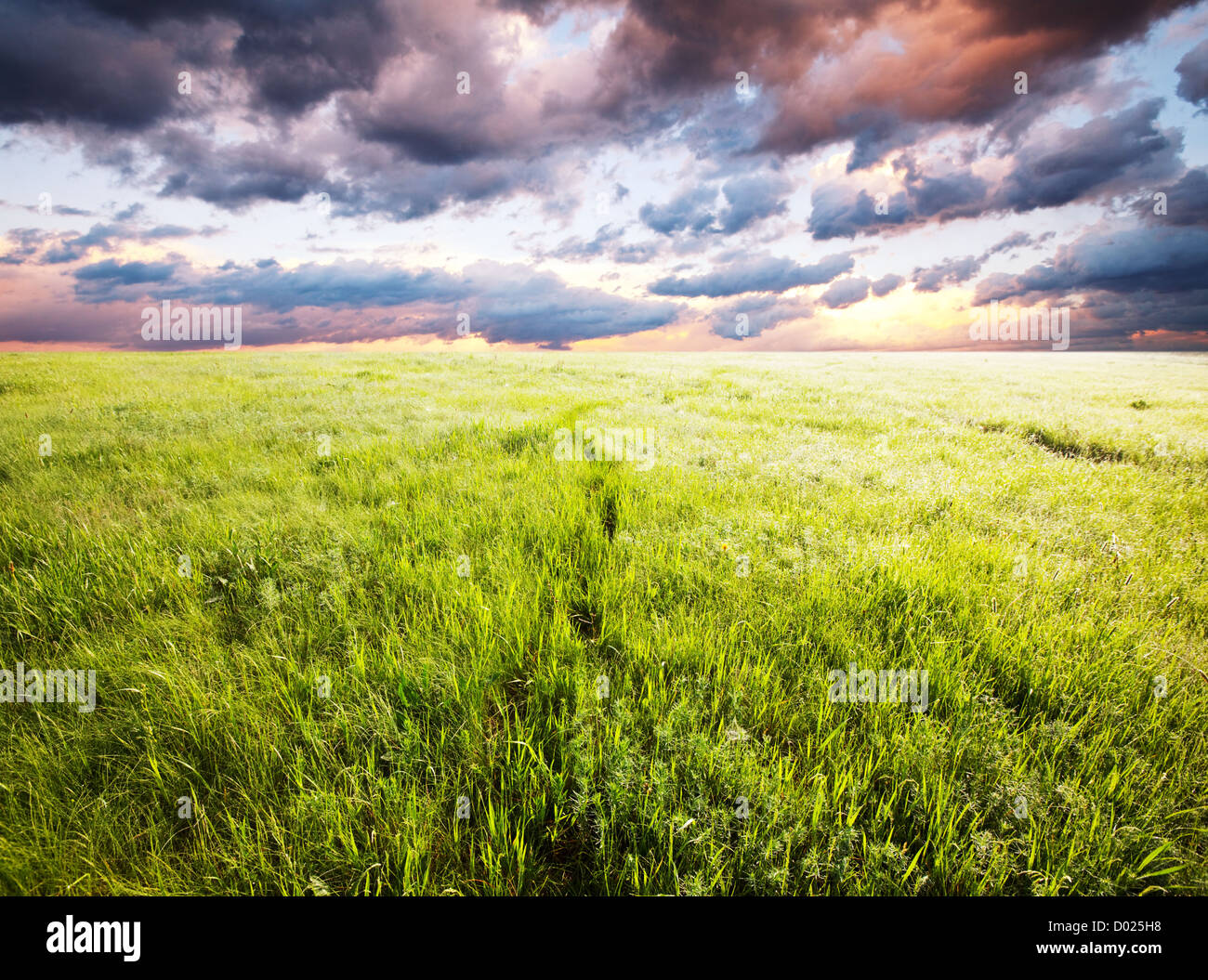 Field on sunset Stock Photo - Alamy