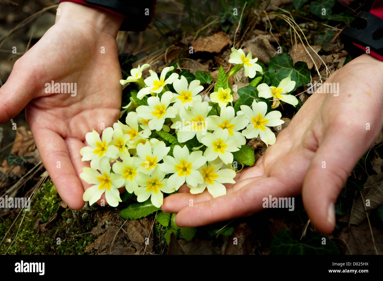 flowers in the hands Stock Photo - Alamy