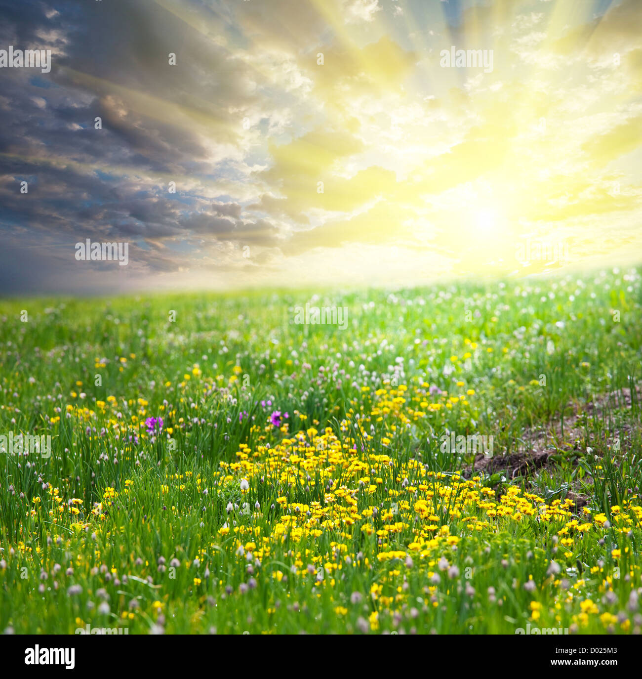 Meadow on sunrise Stock Photo - Alamy