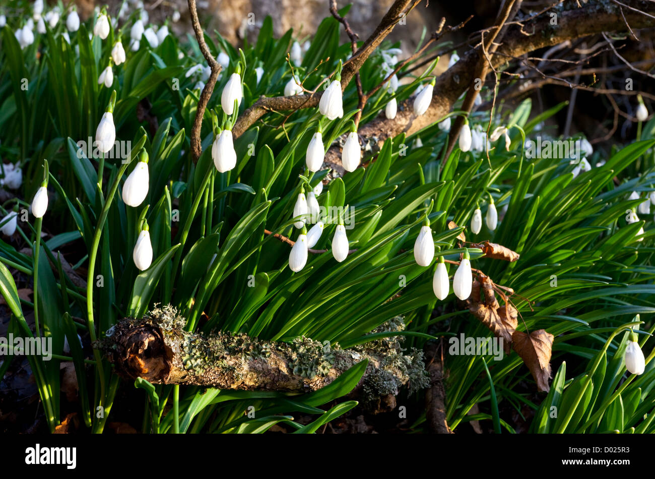 First spring flowers Stock Photo - Alamy