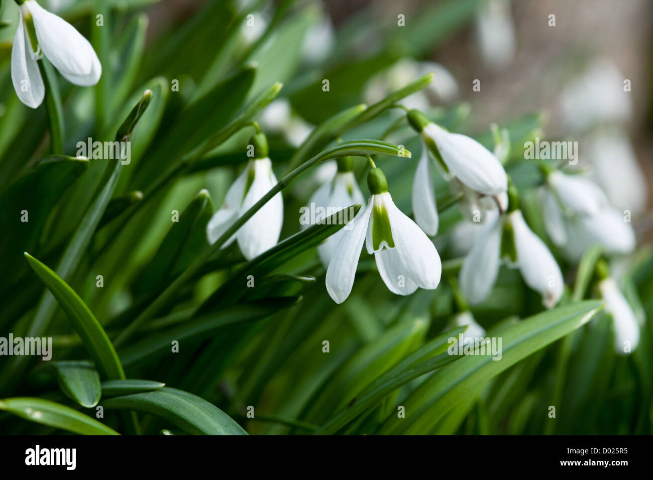 First spring flowers Stock Photo - Alamy