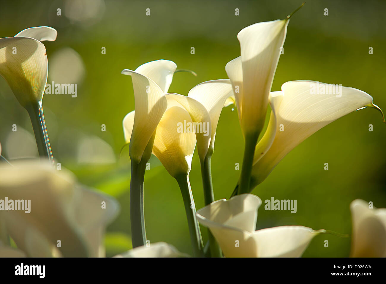 Close up Calla Lily with black back Stock Photo - Alamy