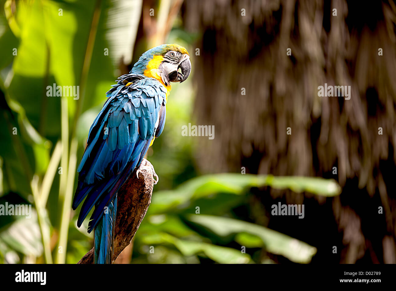 Bird parallel hi-res stock photography and images - Alamy