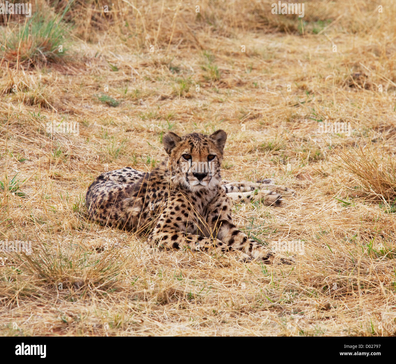 Chitah hi-res stock photography and images - Alamy