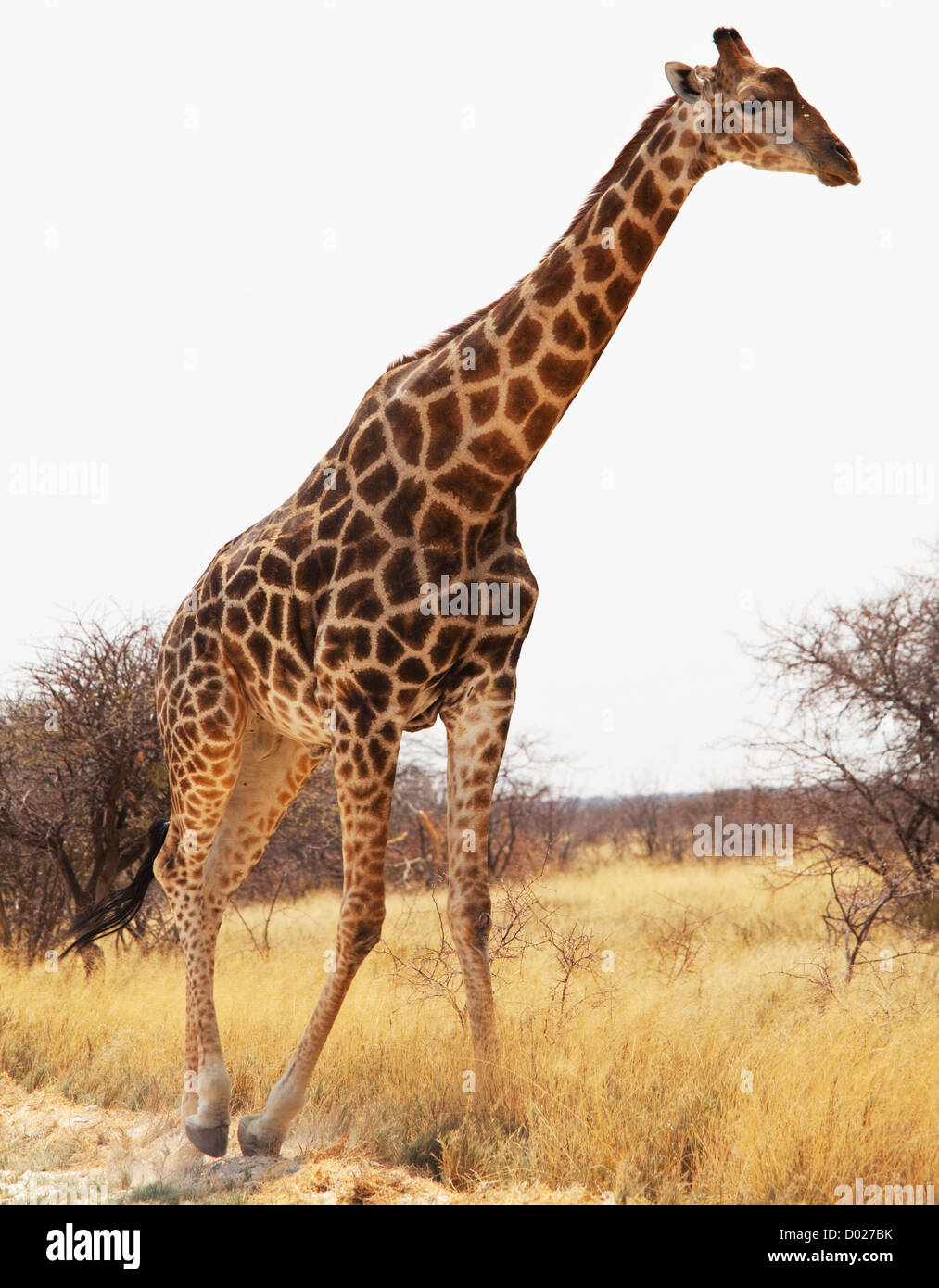 giraffe in savannah Stock Photo - Alamy