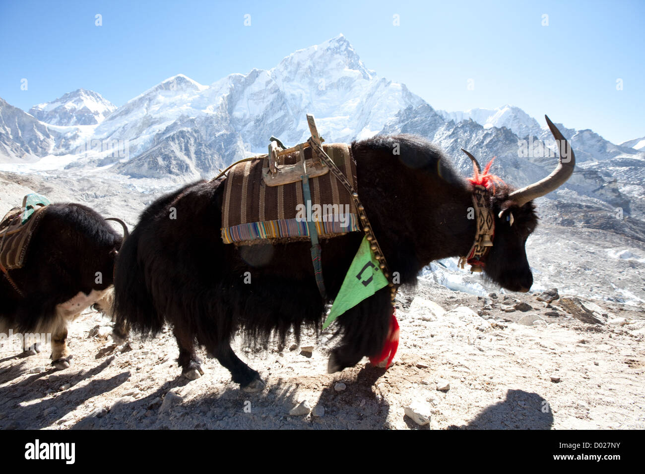 yak in Himalaya Stock Photo - Alamy