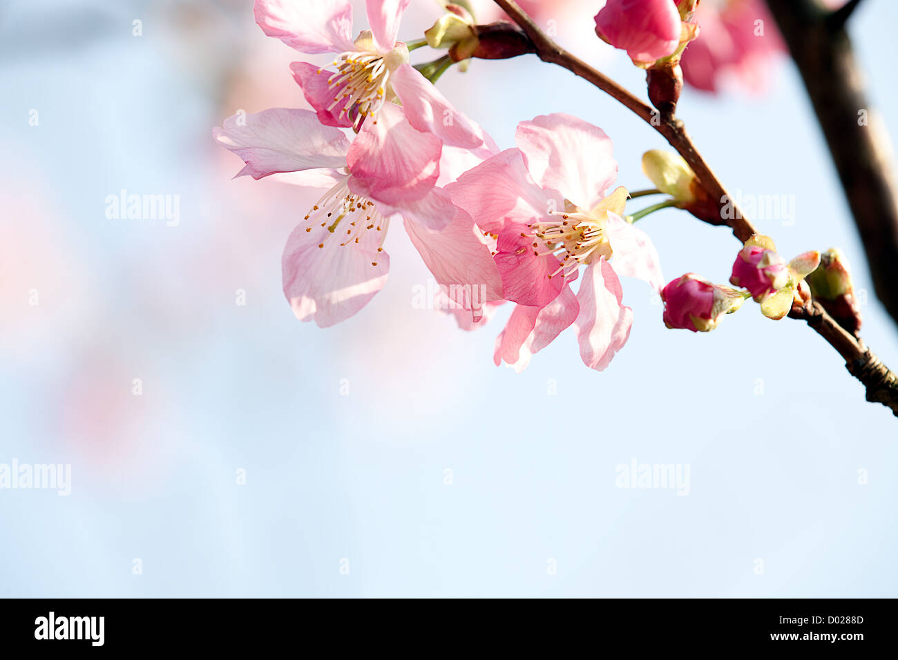cherry blossom stock photos and images Stock Photo - Alamy