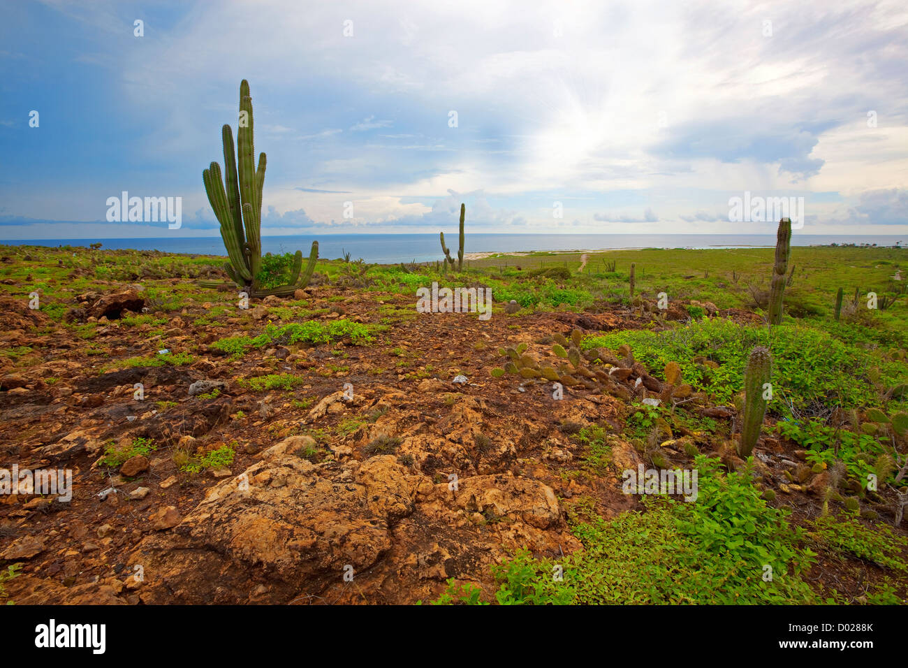 Vegetation on caribbean island aruba hi-res stock photography and ...