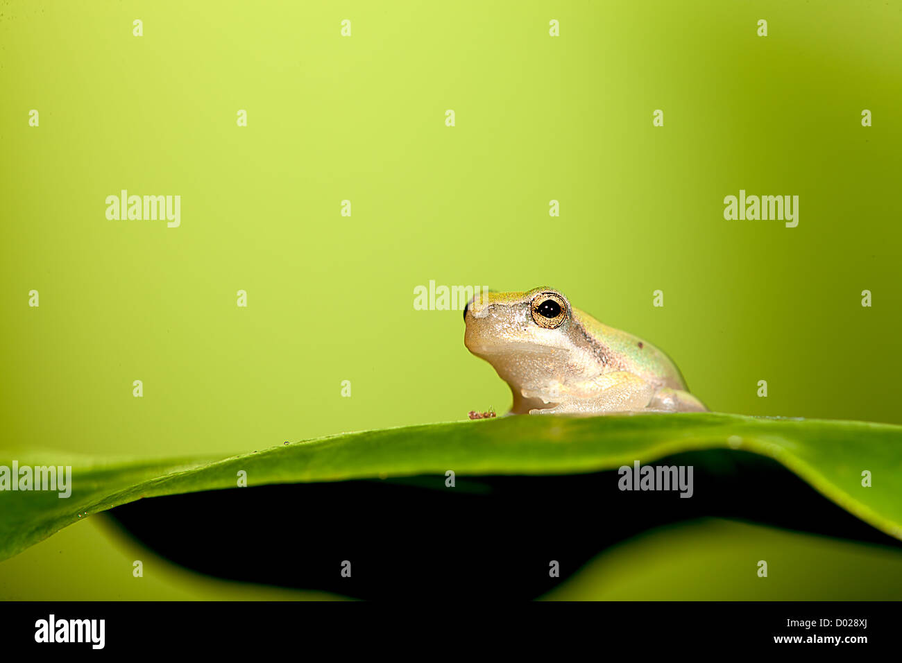 Baby Tree frog on the leaf Stock Photo - Alamy