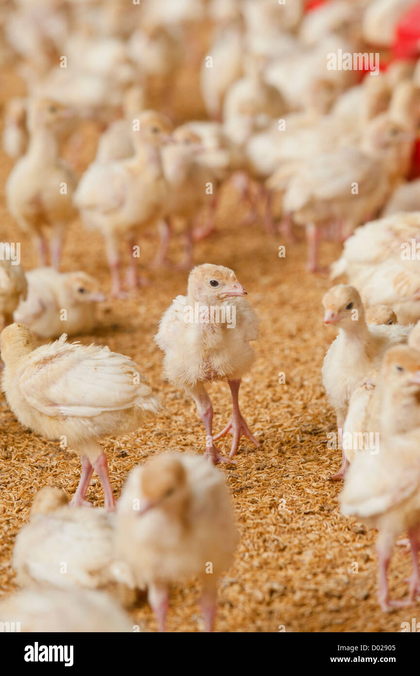 Baby turkeys in a house in Scranton, Arkansas Stock Photo - Alamy
