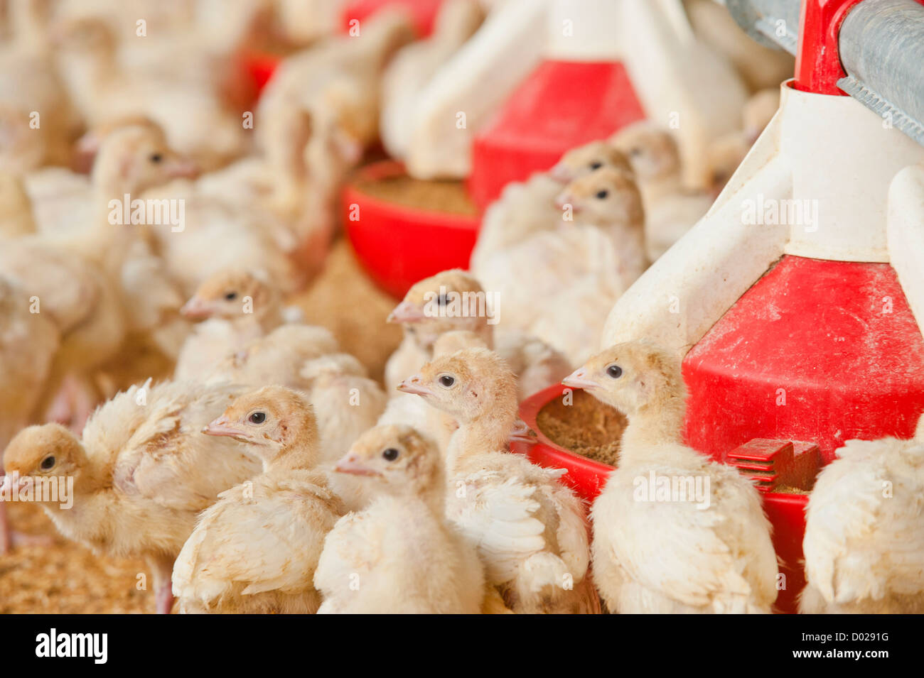 Baby turkeys in a house in Scranton, Arkansas Stock Photo - Alamy