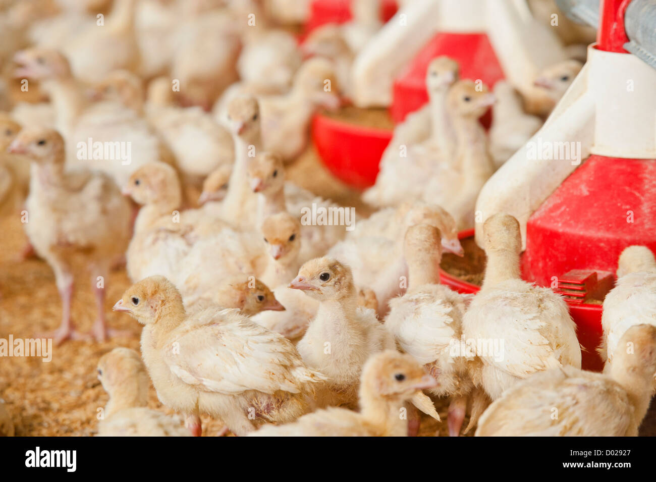 Baby turkeys in a house in Scranton, Arkansas Stock Photo - Alamy