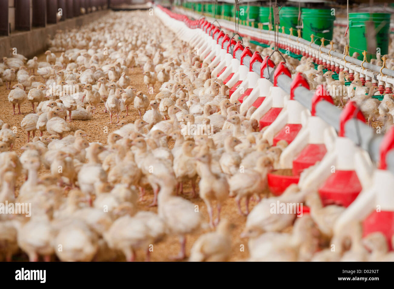 Baby turkeys hi-res stock photography and images - Alamy