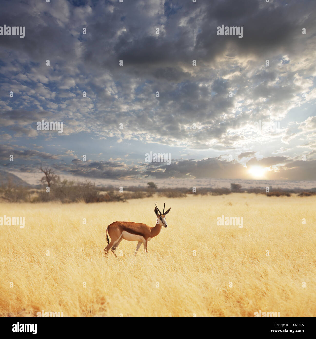 antelope in bush Stock Photo - Alamy