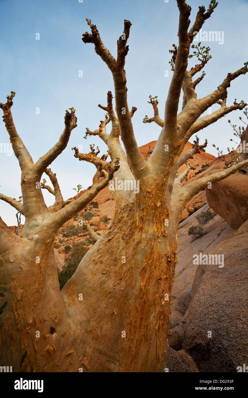 Giant baobab tree namibia hi-res stock photography and images - Alamy