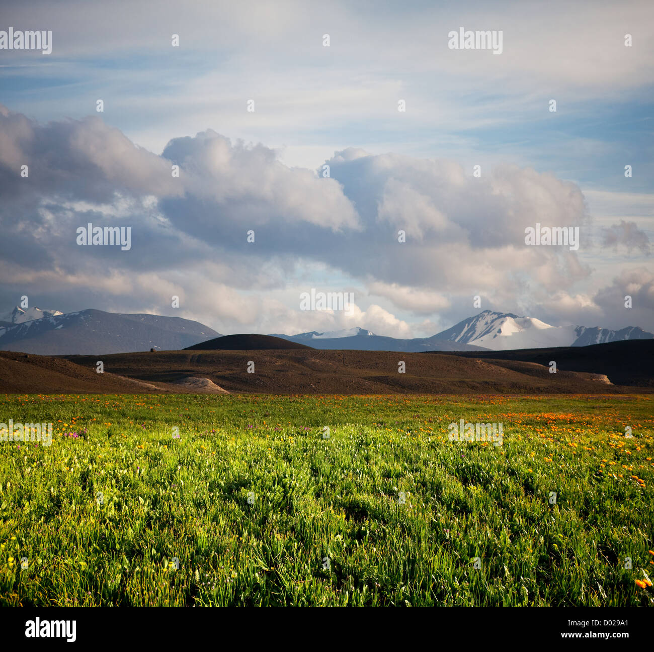 meadow at morning Stock Photo - Alamy