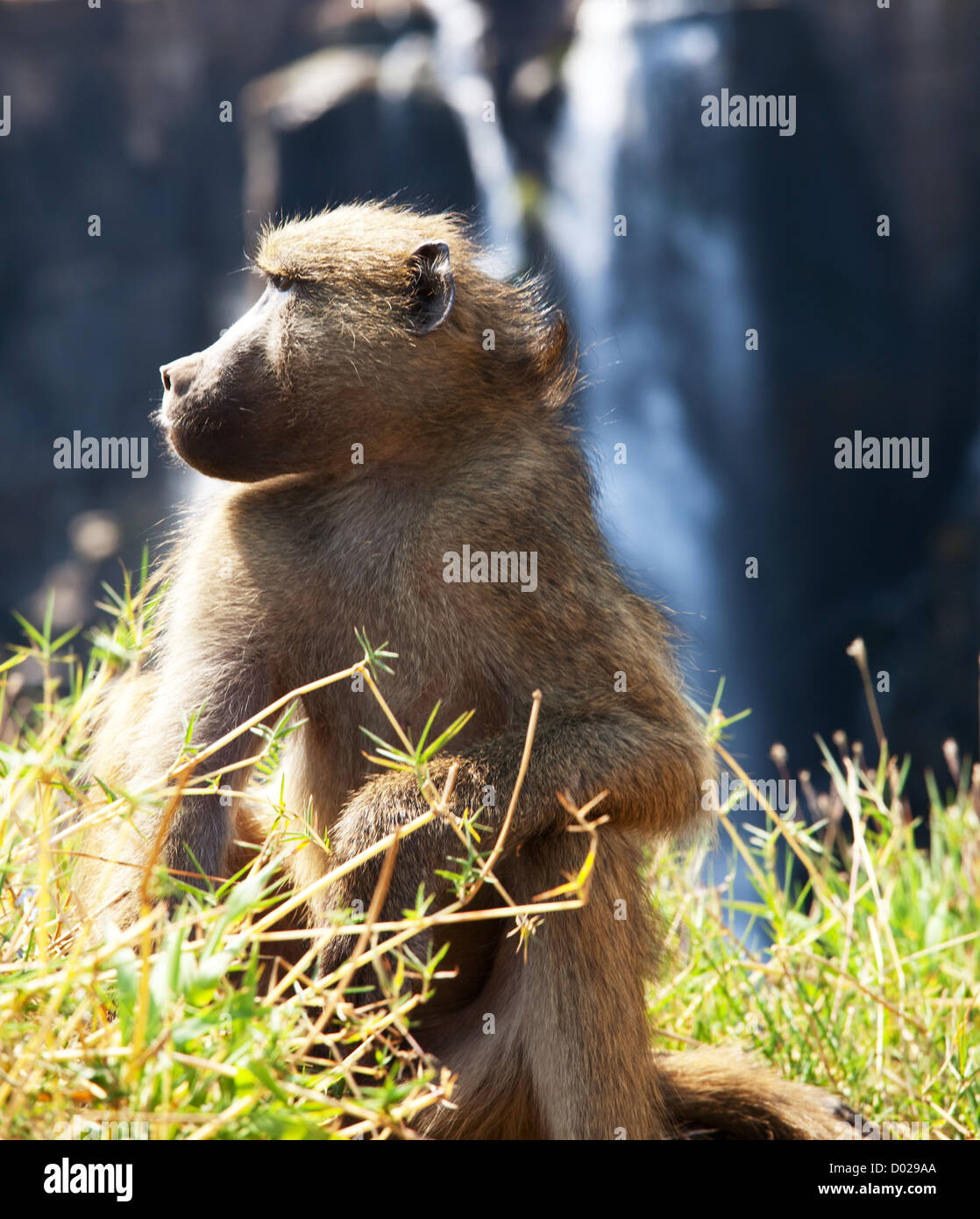 monkey on green grassland on Victoria waterfall background Stock Photo ...