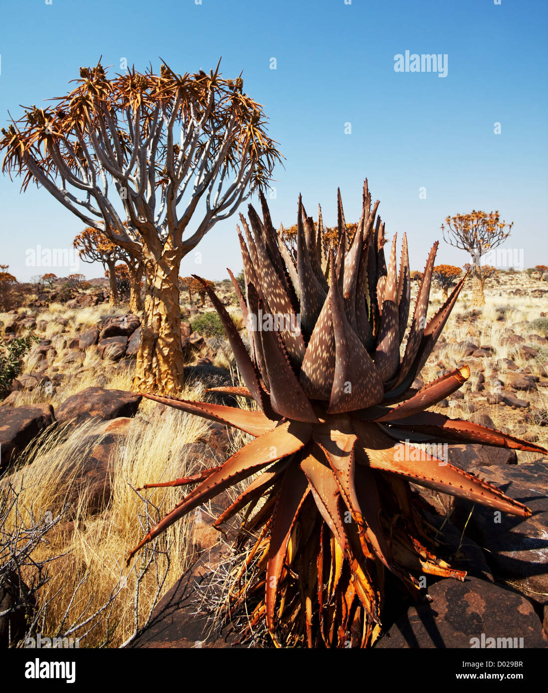 Quiver tree in Namibia, Africa Stock Photo - Alamy